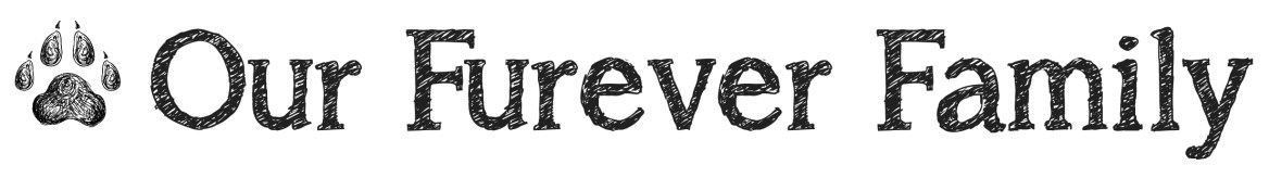 Life at Our Furever Family | Our Furever Family
